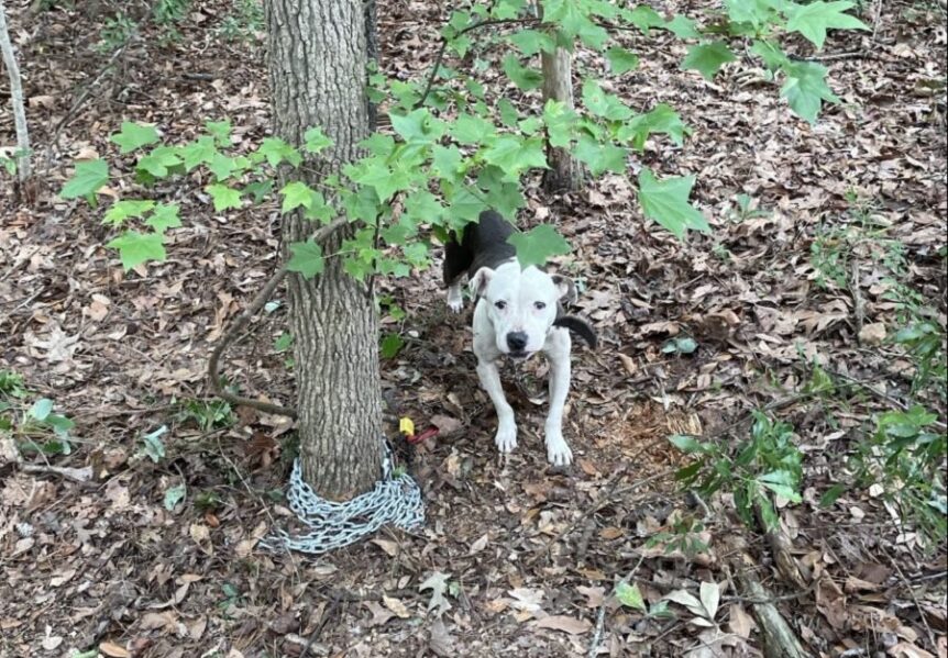 Abandoned Dog Chained To Tree In Berkeley County Woods Finds Forever ...