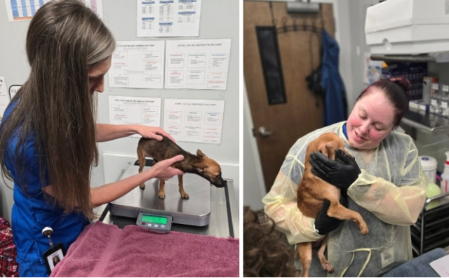 18 Dogs Abandoned Near Busy Goose Creek Intersection | The Berkeley ...